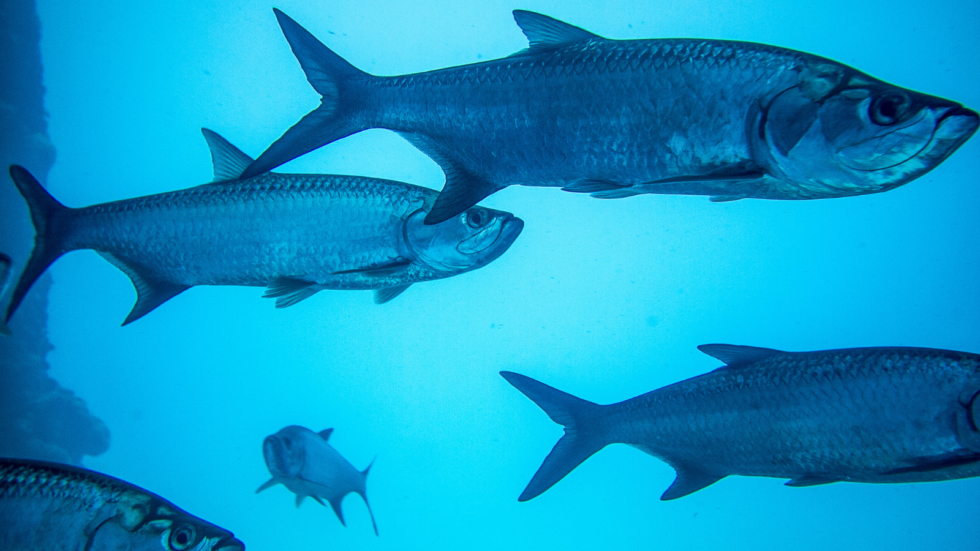 Sport Fishing Opportunities in Belize - bluebonefish